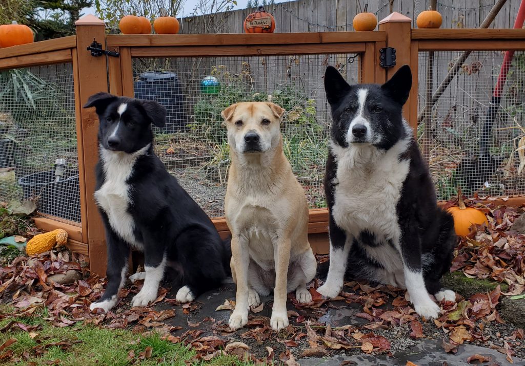 Photo's - Paws Down Pets Dog Training