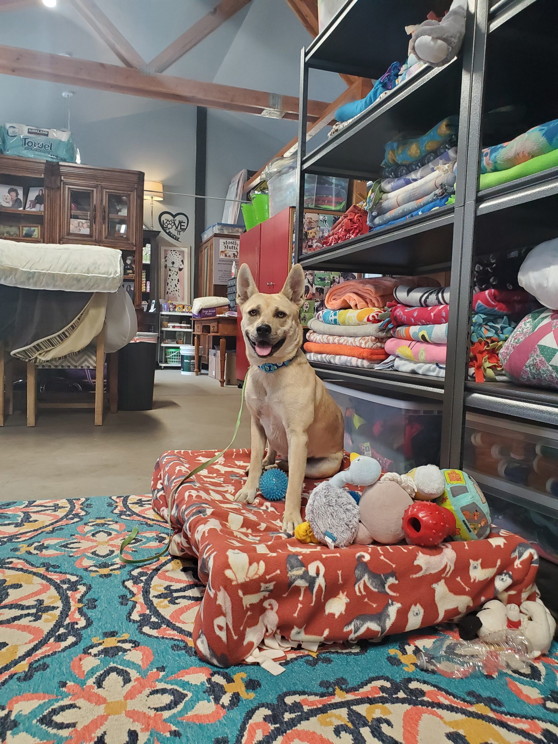 Photo's - Paws Down Pets Dog Training