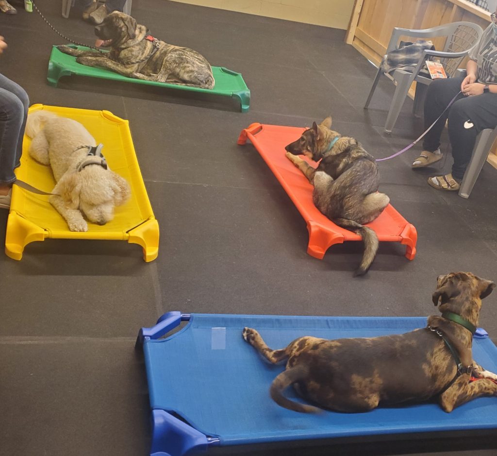 Photo's - Paws Down Pets Dog Training